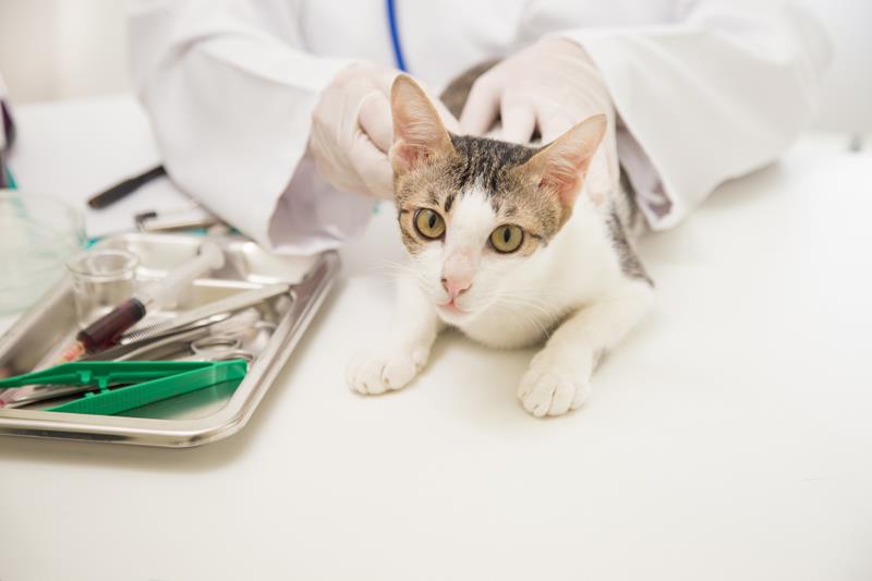 Veterinary Services in Coarsegold, CA | Coarsegold Veterinary Hospital